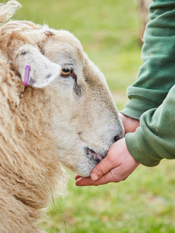 An introduction to hogget