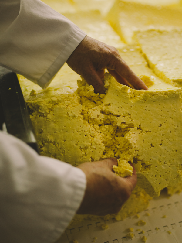 The making of Barber's vintage cheddar