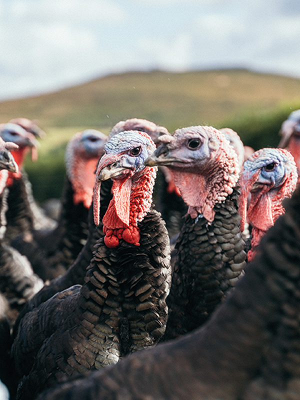 Fighting food waste for the third year running with turkey LEG UP