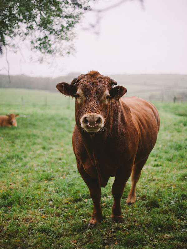 Make 2019 the year you back British farming